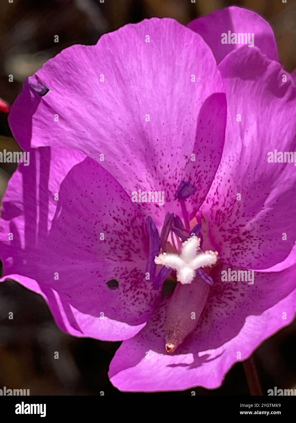 Lewis' Clarkia (Clarkia lewisii Stock Photo - Alamy