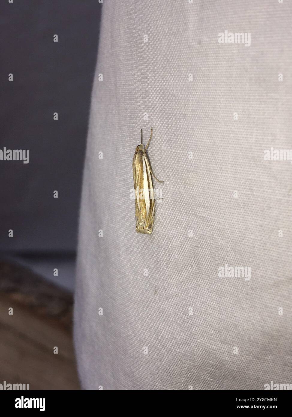 Eastern Grass-veneer (Crambus laqueatellus Stock Photo - Alamy