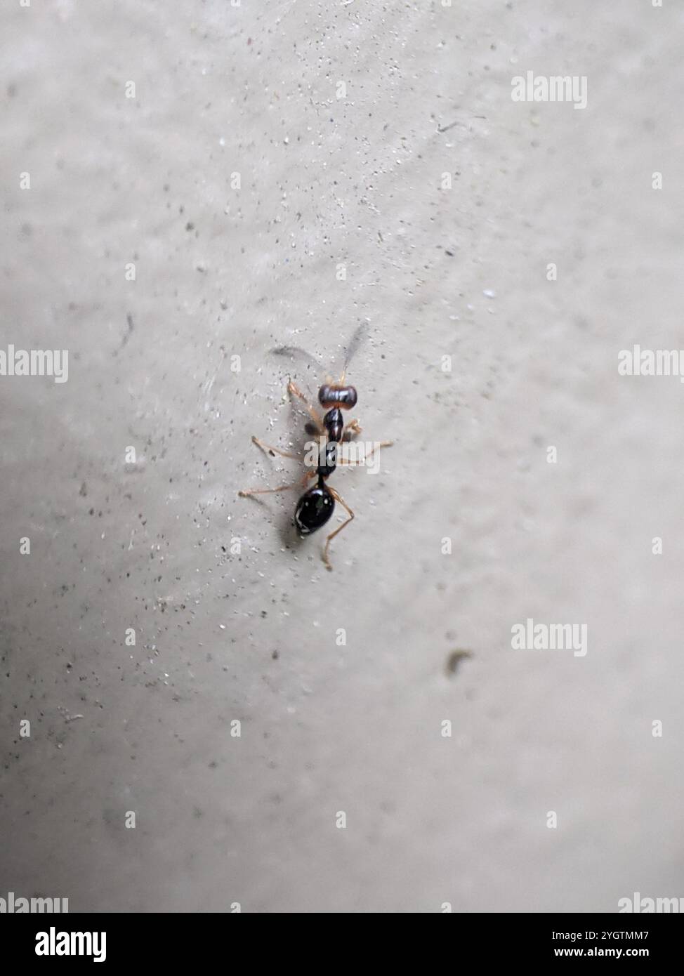 Pincer Wasps (Dryinidae Stock Photo - Alamy