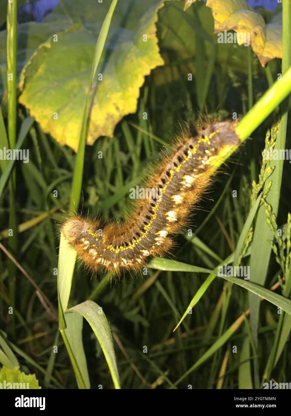 Drinker Moth (Euthrix potatoria Stock Photo - Alamy