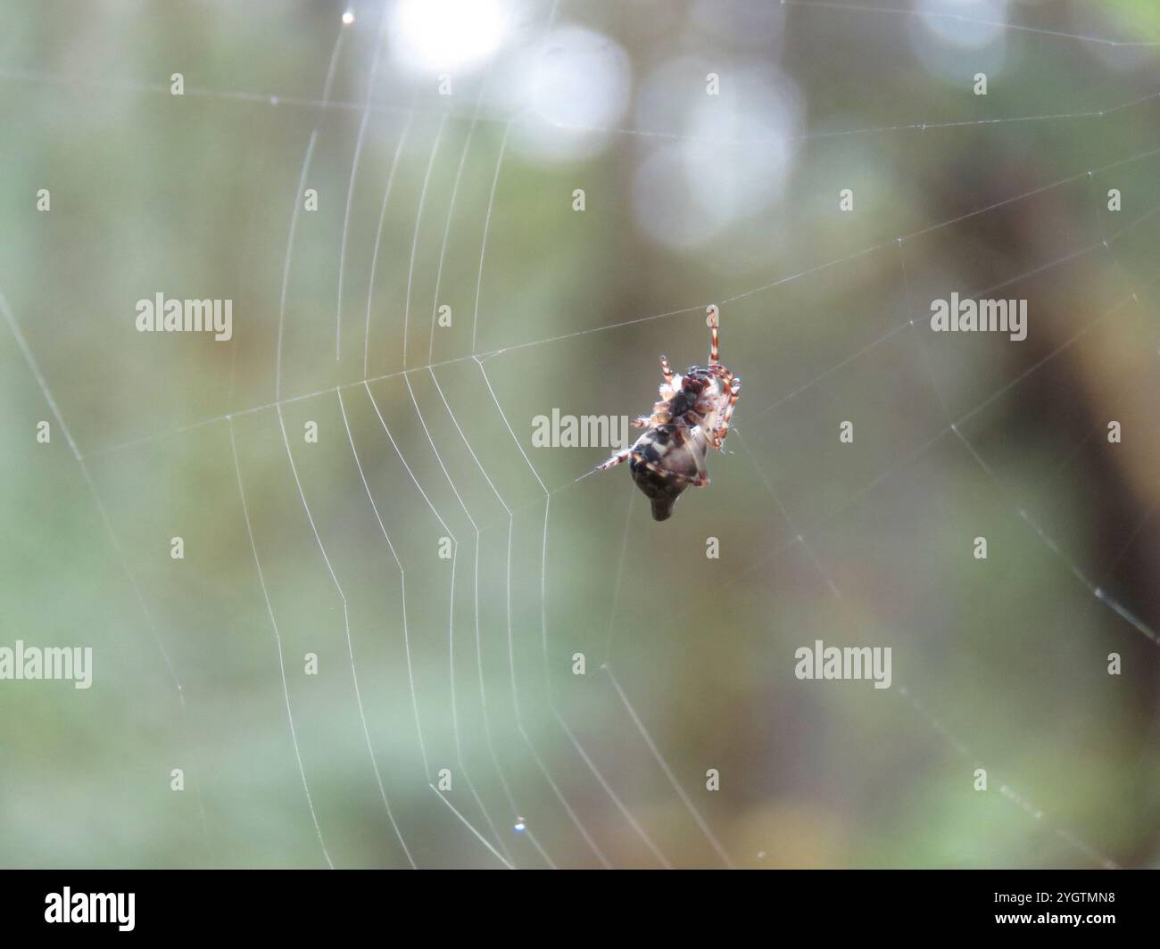 Conical Trashline Orbweaver (Cyclosa conica Stock Photo - Alamy