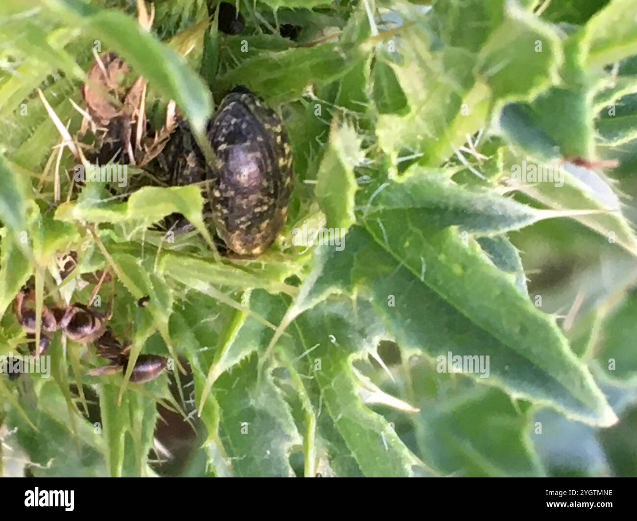 Turbine Cylindrical Weevil (Larinus turbinatus Stock Photo - Alamy