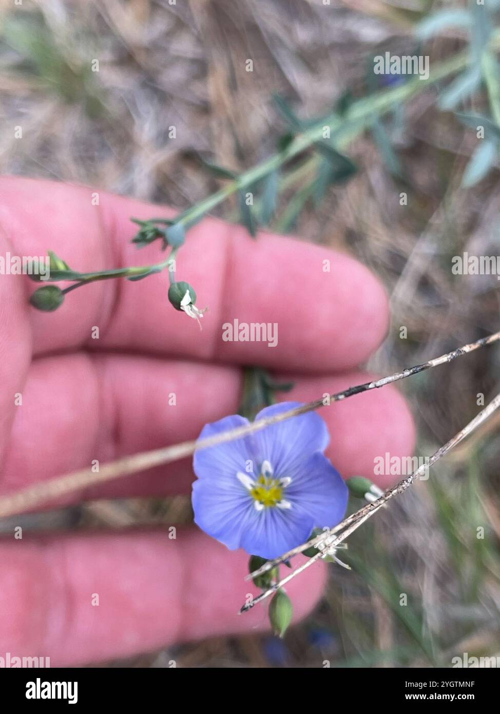 Lewis flax (Linum lewisii Stock Photo - Alamy