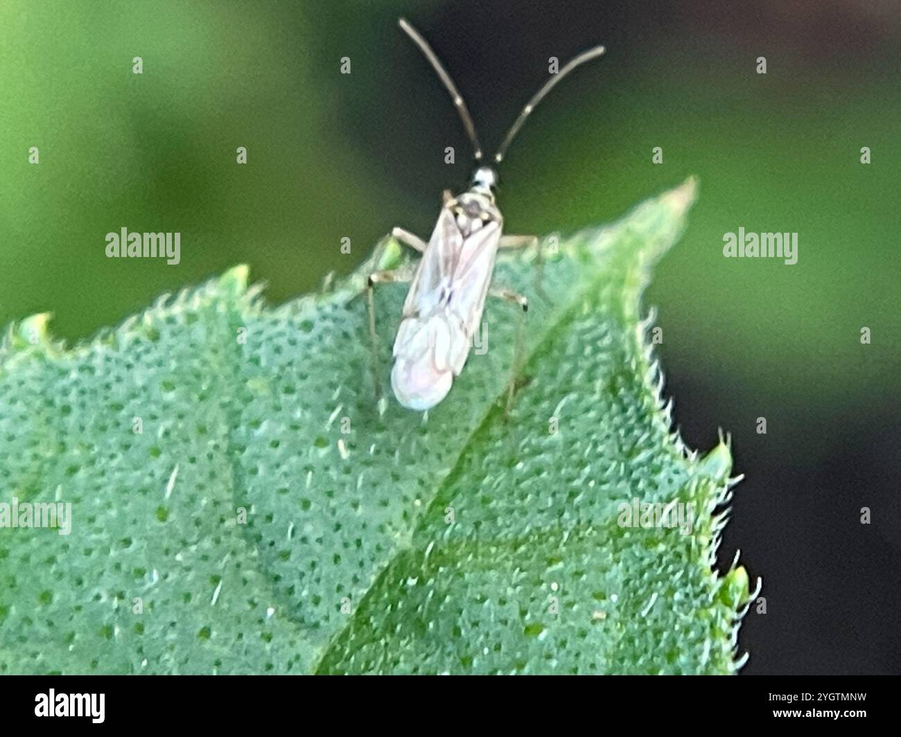 True Bugs (Heteroptera Stock Photo - Alamy