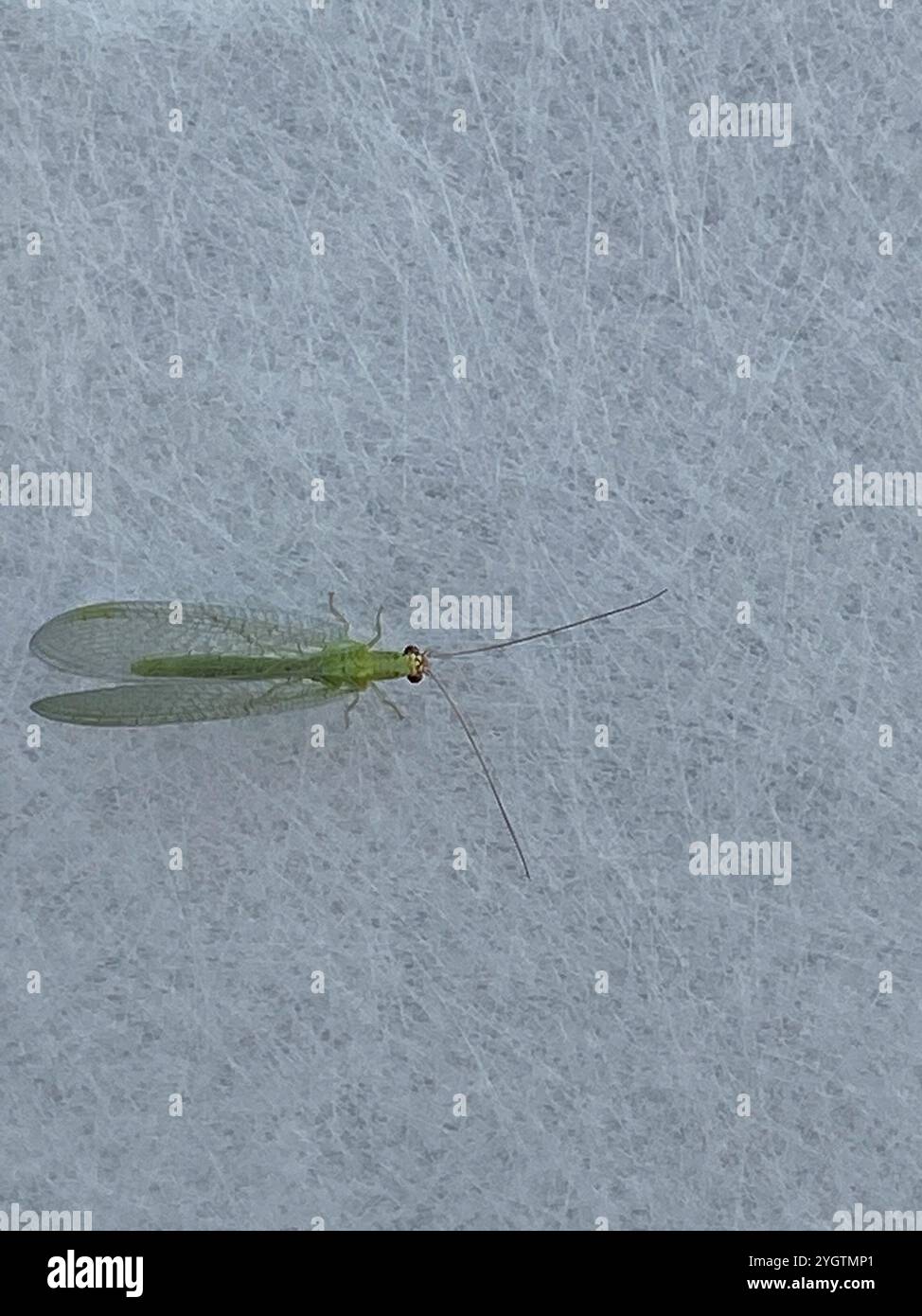 common green lacewings (Chrysoperla Stock Photo - Alamy