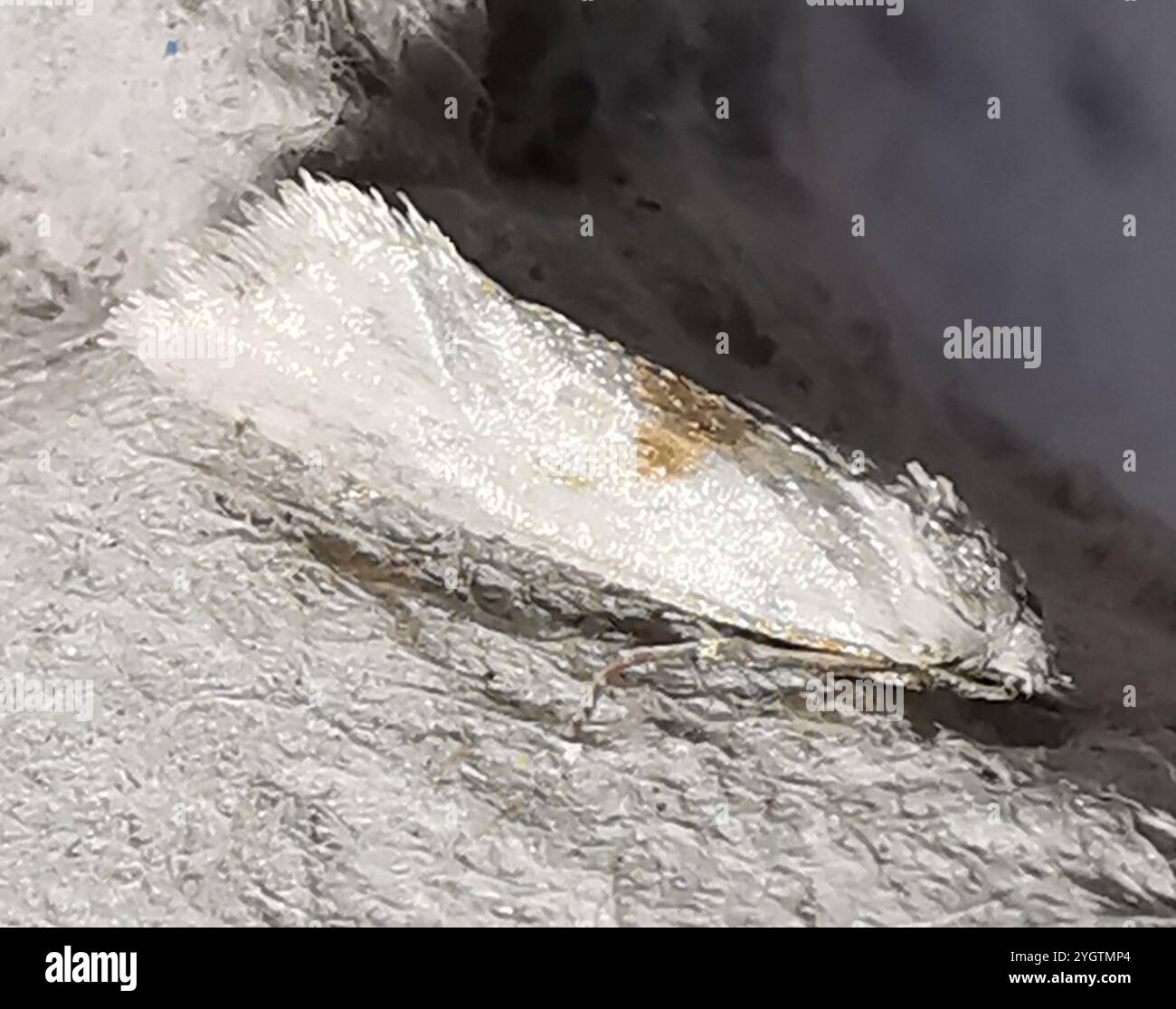 Straw Conch (Cochylimorpha straminea Stock Photo - Alamy