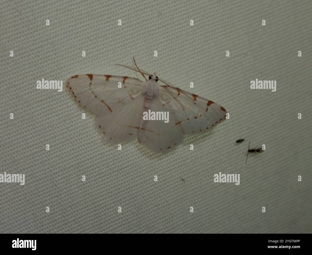 Lesser Maple Spanworm Moth (Macaria pustularia Stock Photo - Alamy