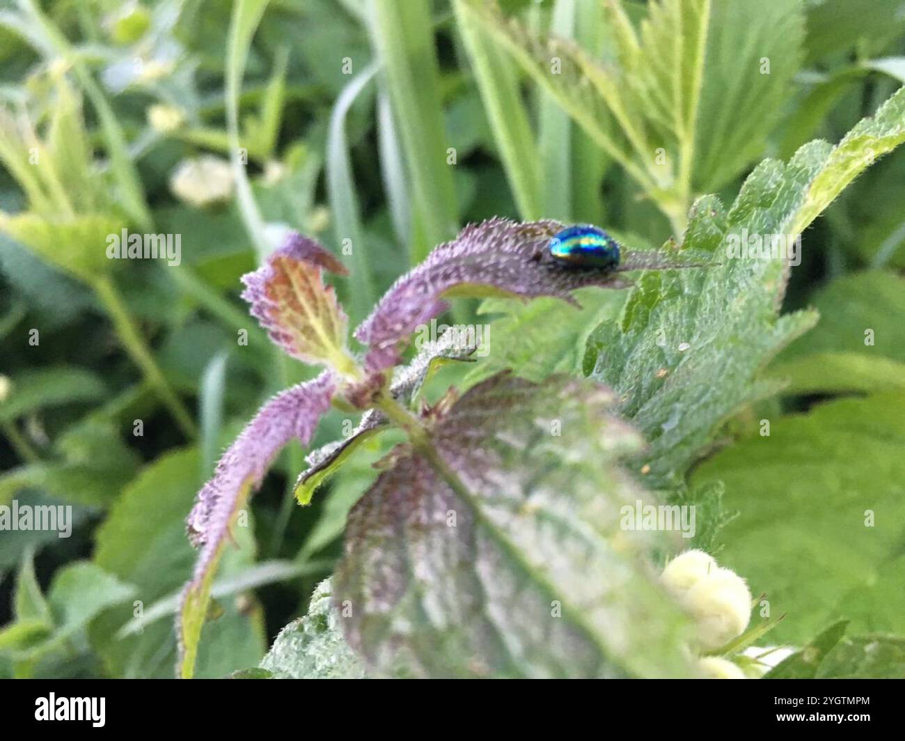 Dead-nettle Leaf Beetle (Fasta fastuosa Stock Photo - Alamy