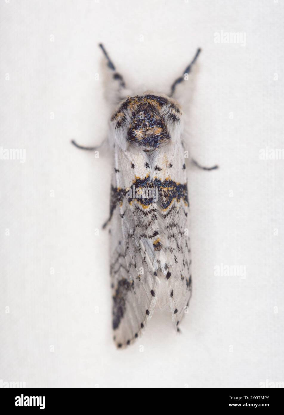 Zigzag Furcula Moth (Furcula scolopendrina Stock Photo - Alamy