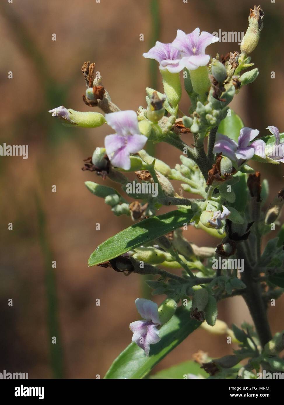 Narrow-leaved Screwtree (Helicteres angustifolia Stock Photo - Alamy