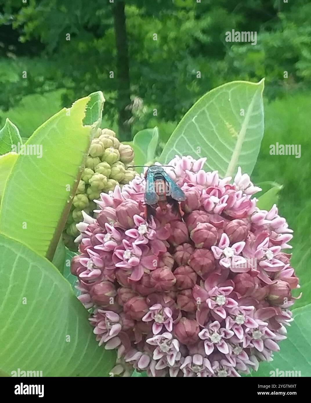 Squash Vine Borer (Eichlinia cucurbitae Stock Photo - Alamy