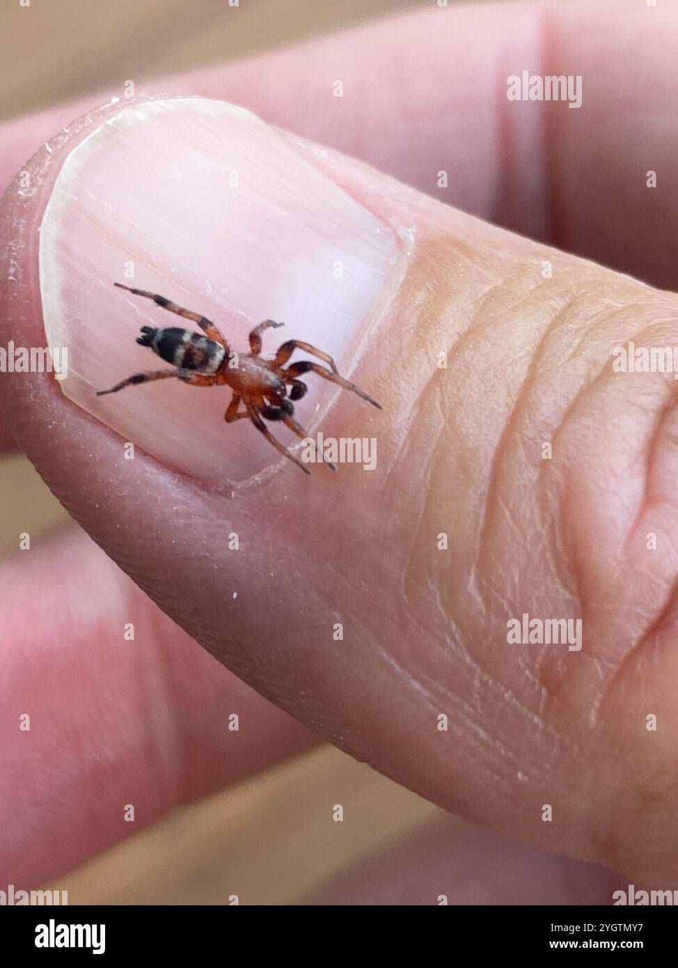 Variegated Ground Spider (Sergiolus capulatus Stock Photo - Alamy