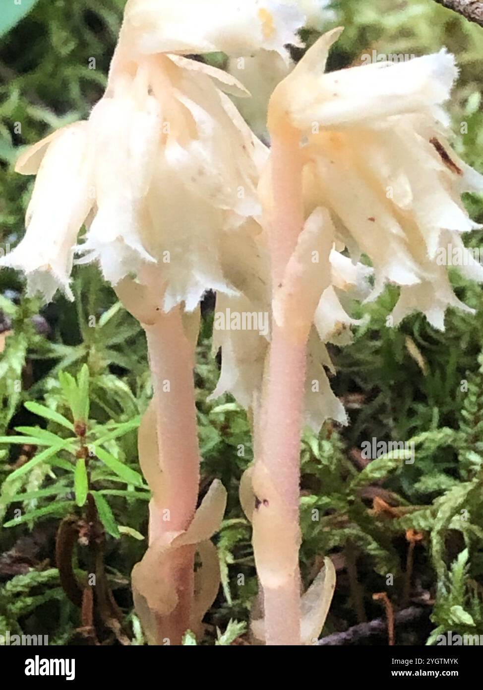 pinesap (Monotropa hypopitys Stock Photo - Alamy