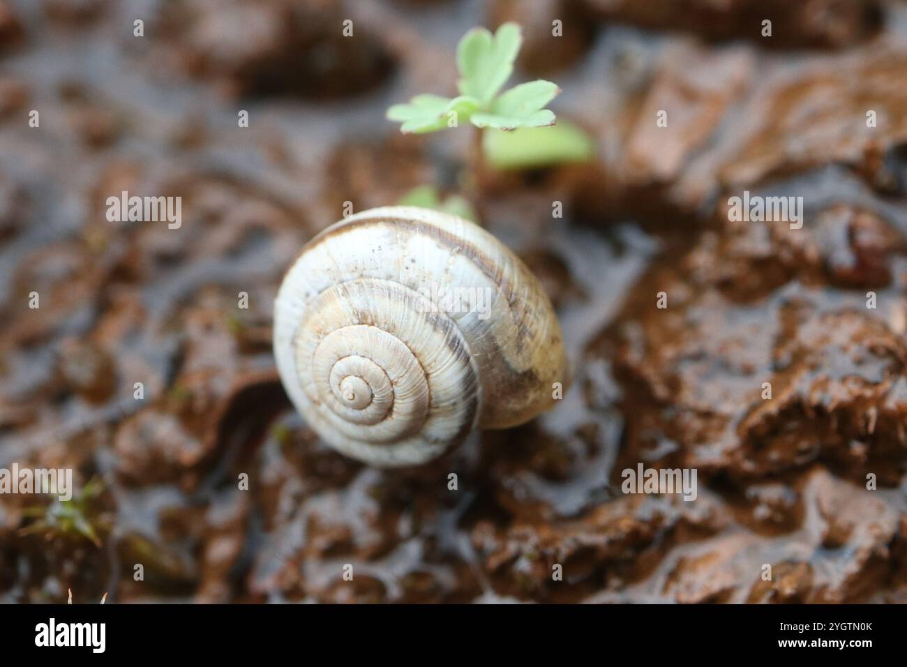 Candidula unifasciata hi-res stock photography and images - Alamy