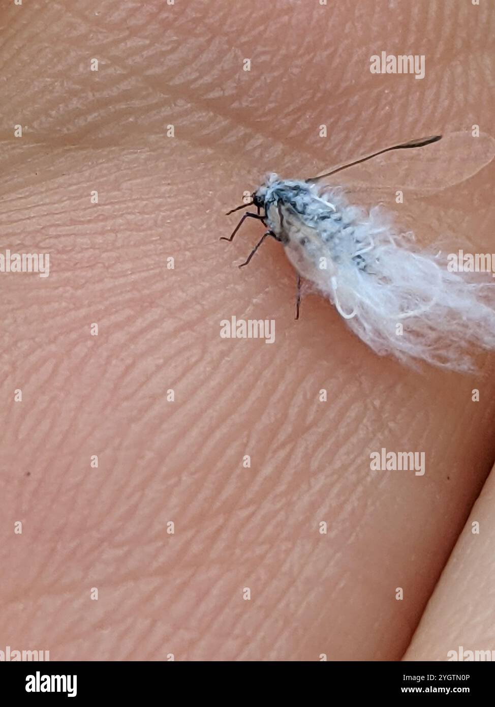 Woolly Aphids (Prociphilus Stock Photo - Alamy