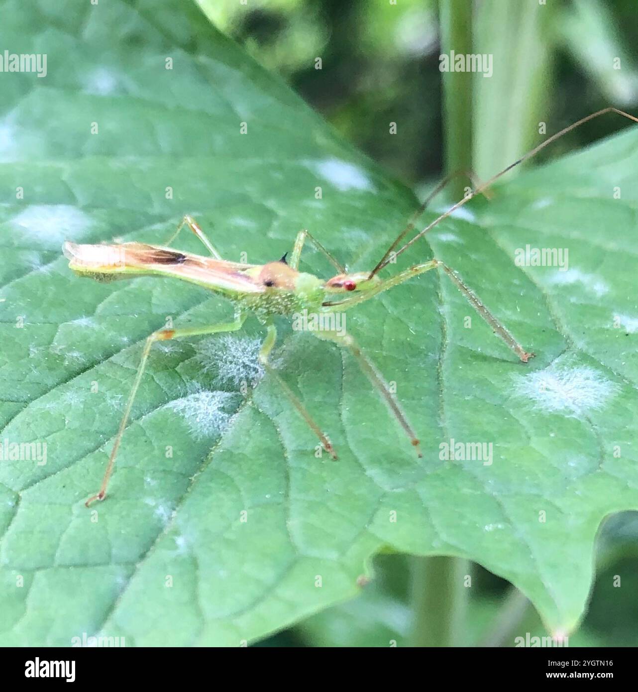 Pale green assassin bug zelus luridus hi-res stock photography and ...