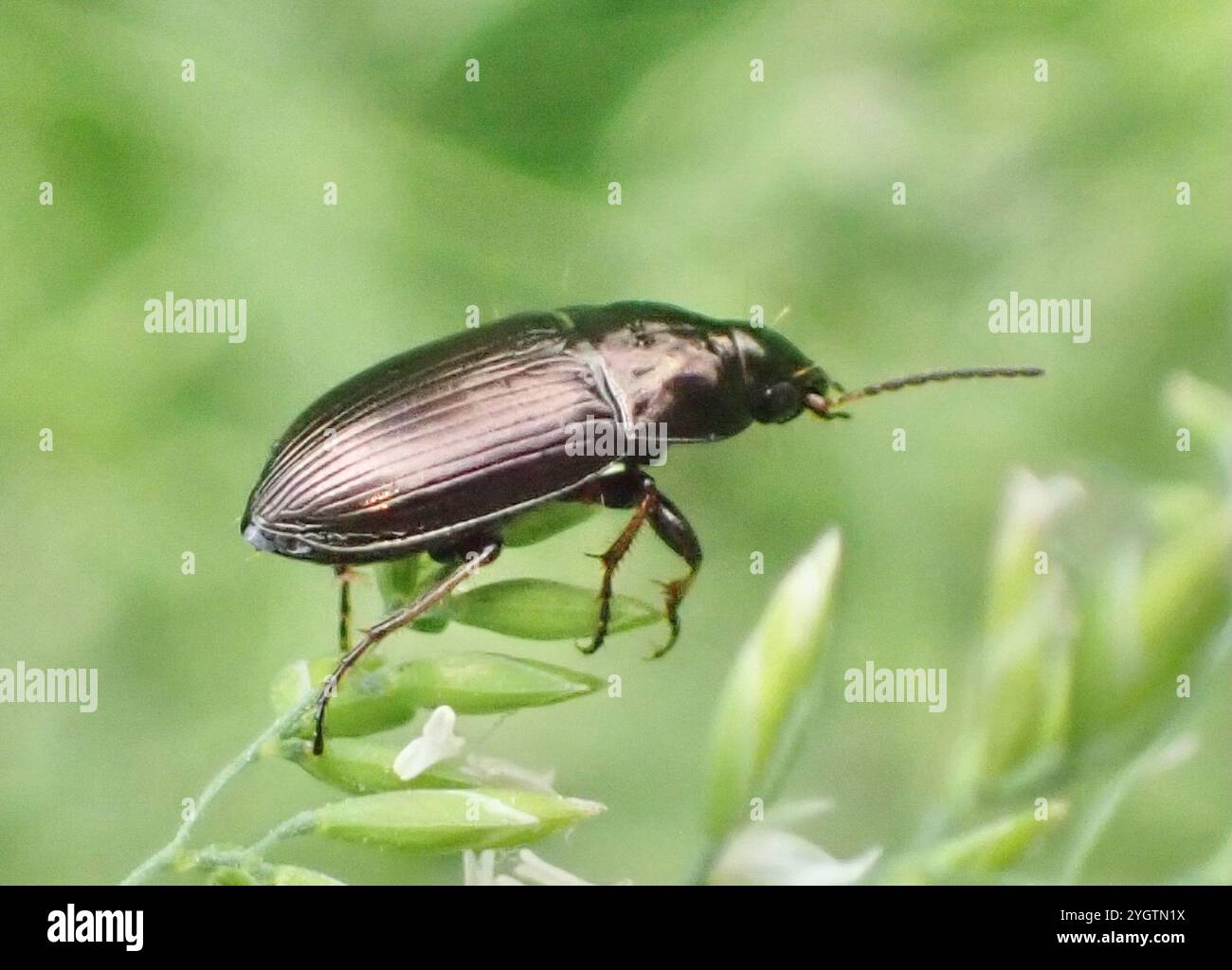 Sun Beetles (Amara Stock Photo - Alamy