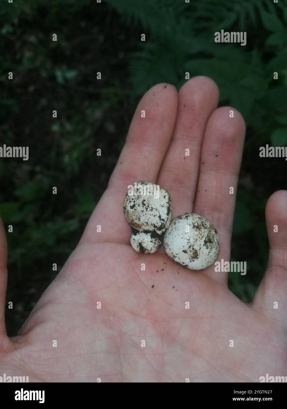 Stinkhorns phallaceae hi-res stock photography and images - Alamy