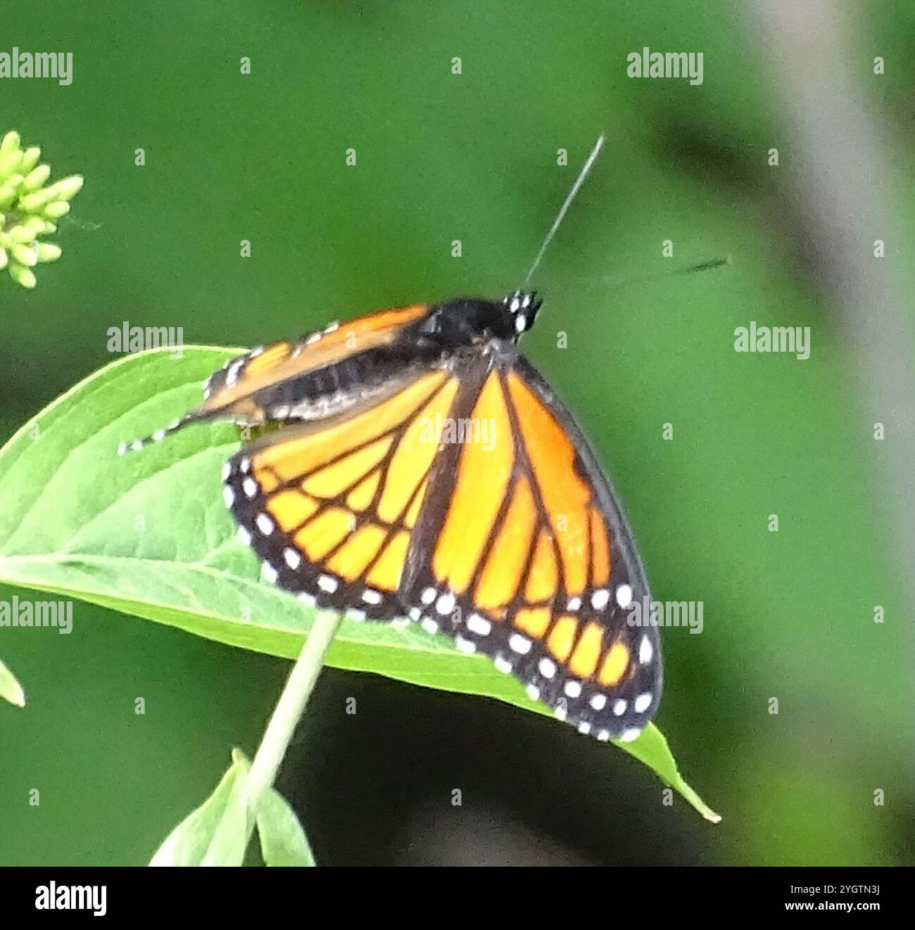 Viceroy (Limenitis archippus Stock Photo - Alamy