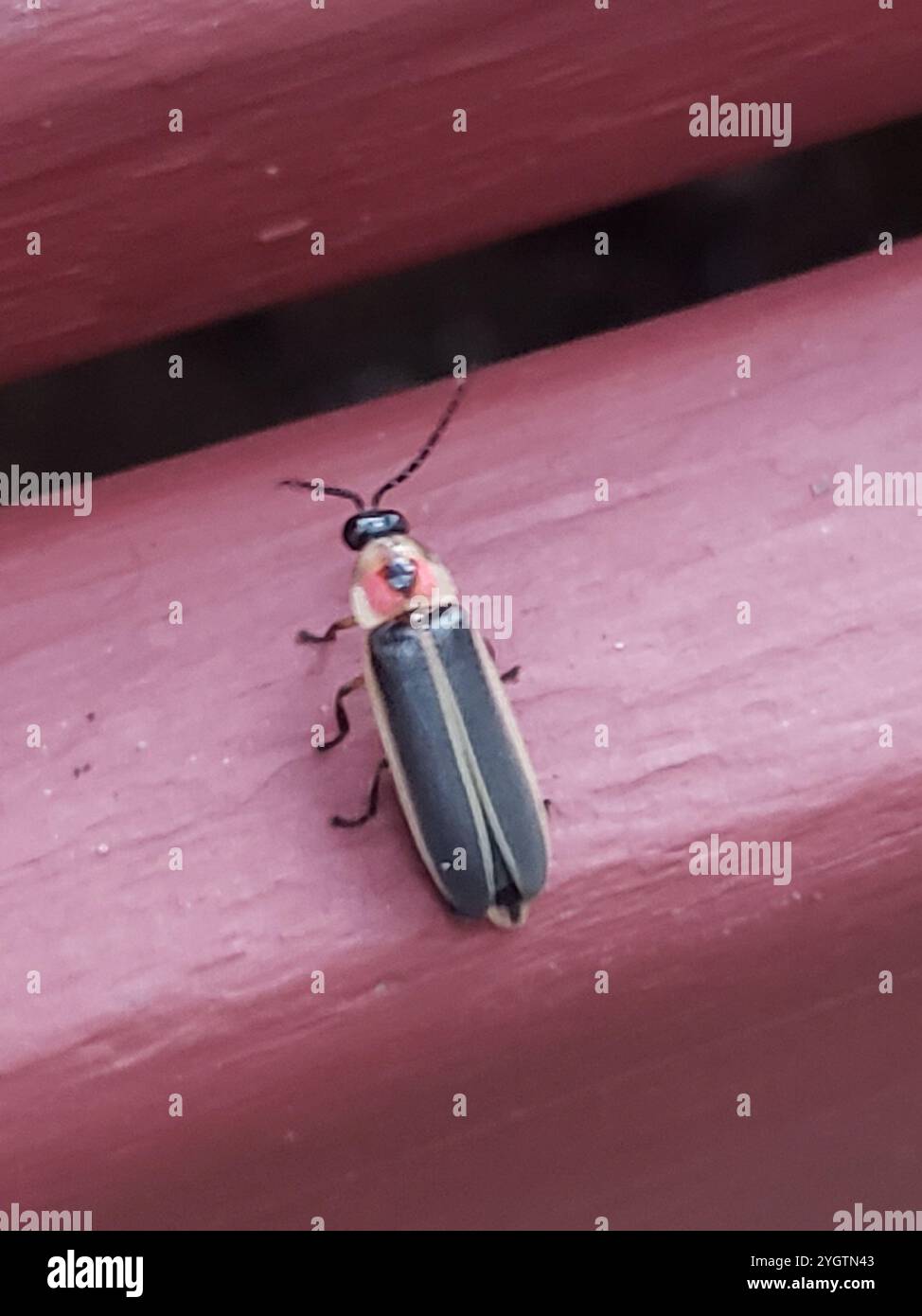 Common Eastern Firefly (Photinus pyralis Stock Photo - Alamy