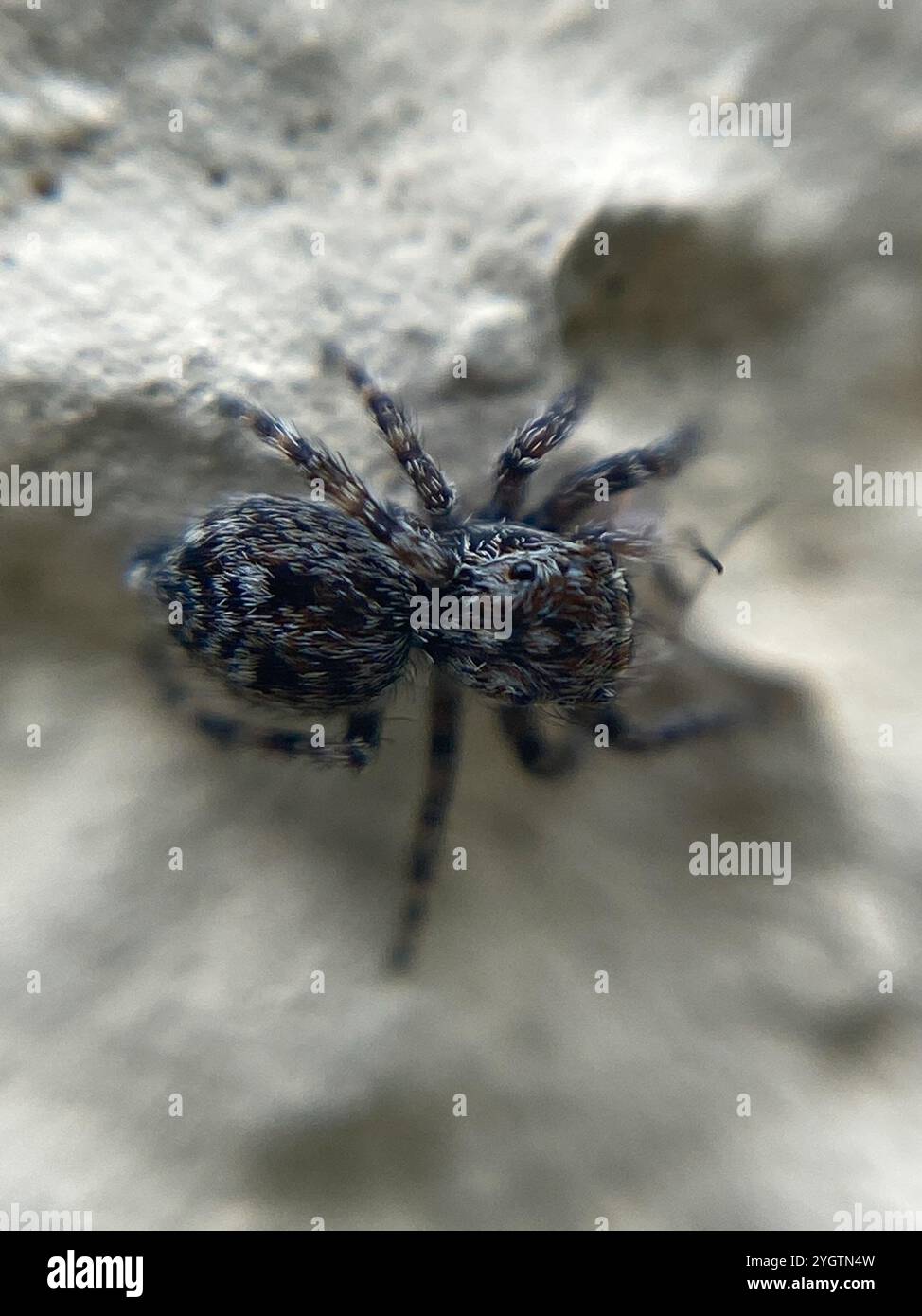 Downy jumping spider (Attulus pubescens Stock Photo - Alamy