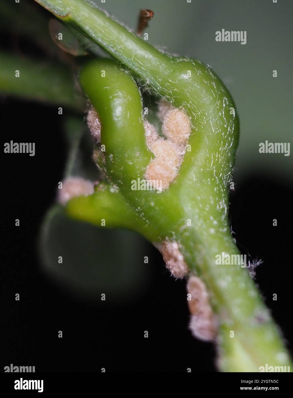 post oak scale (Nanokermes pubescens Stock Photo - Alamy