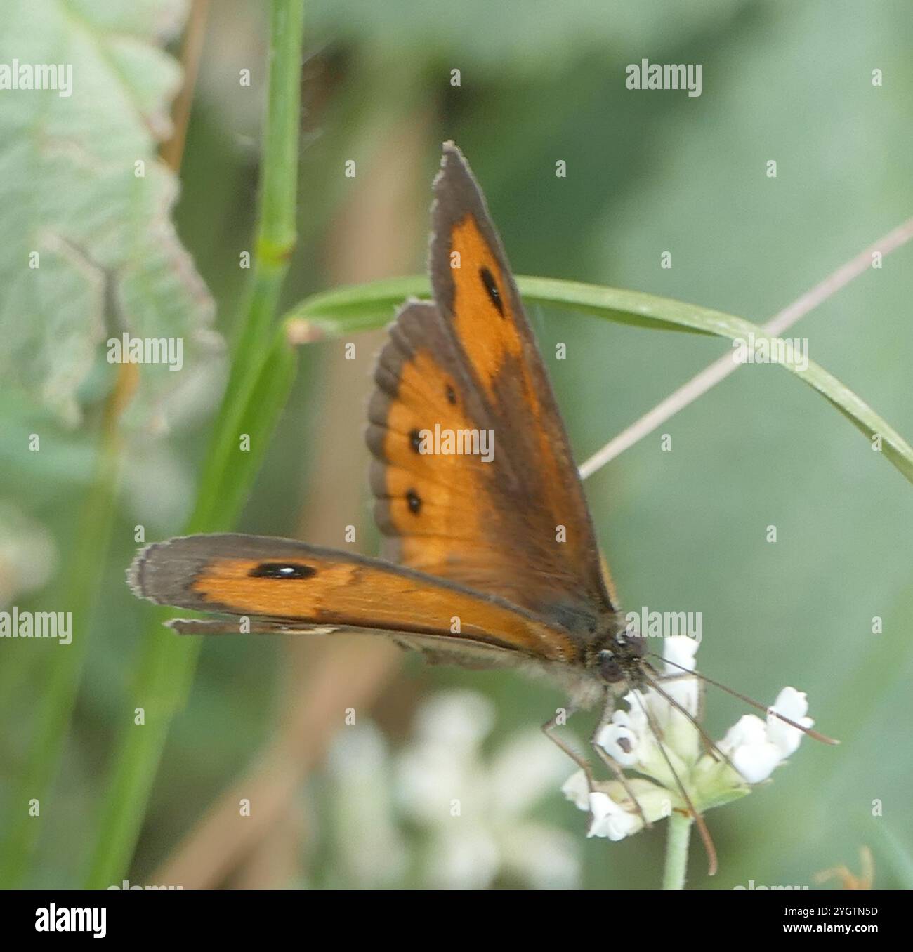Spanish gatekeeper hi-res stock photography and images - Alamy