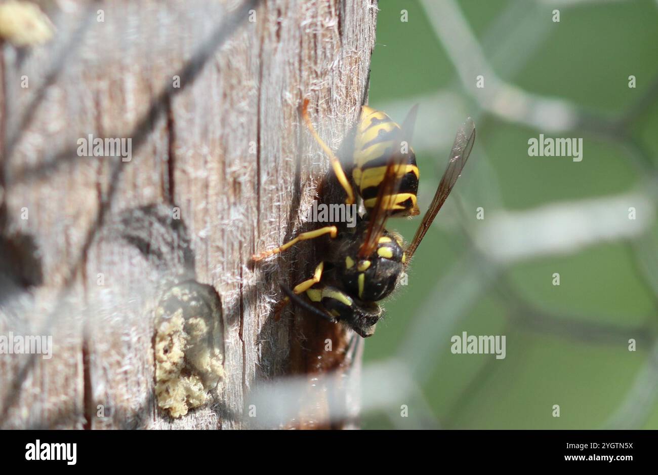 Ground Yellowjackets (Vespula Stock Photo - Alamy