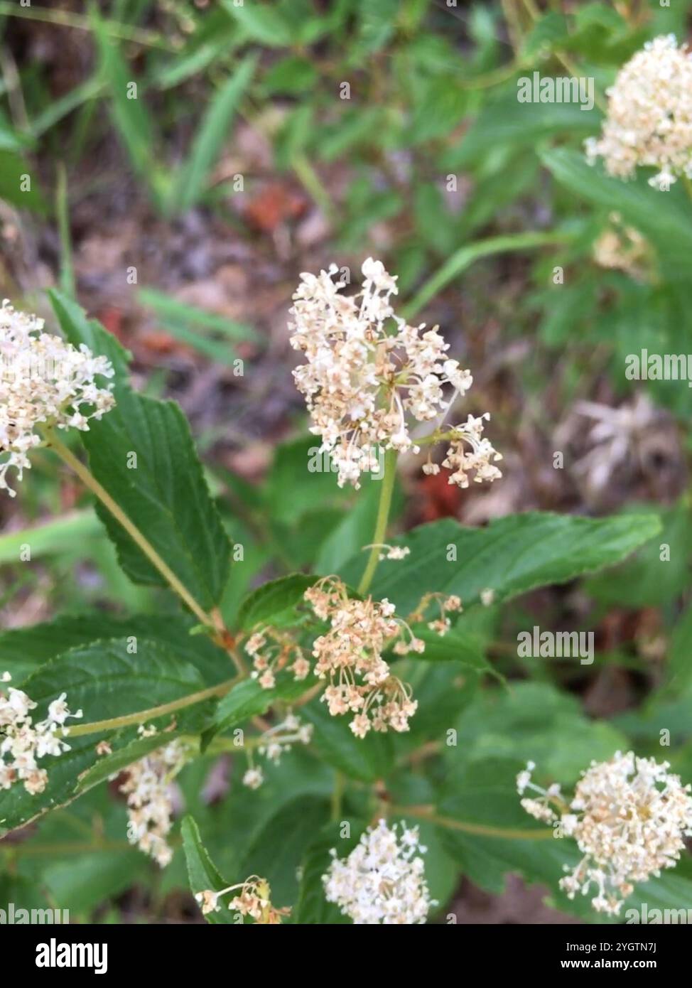 New Jersey tea (Ceanothus americanus Stock Photo - Alamy