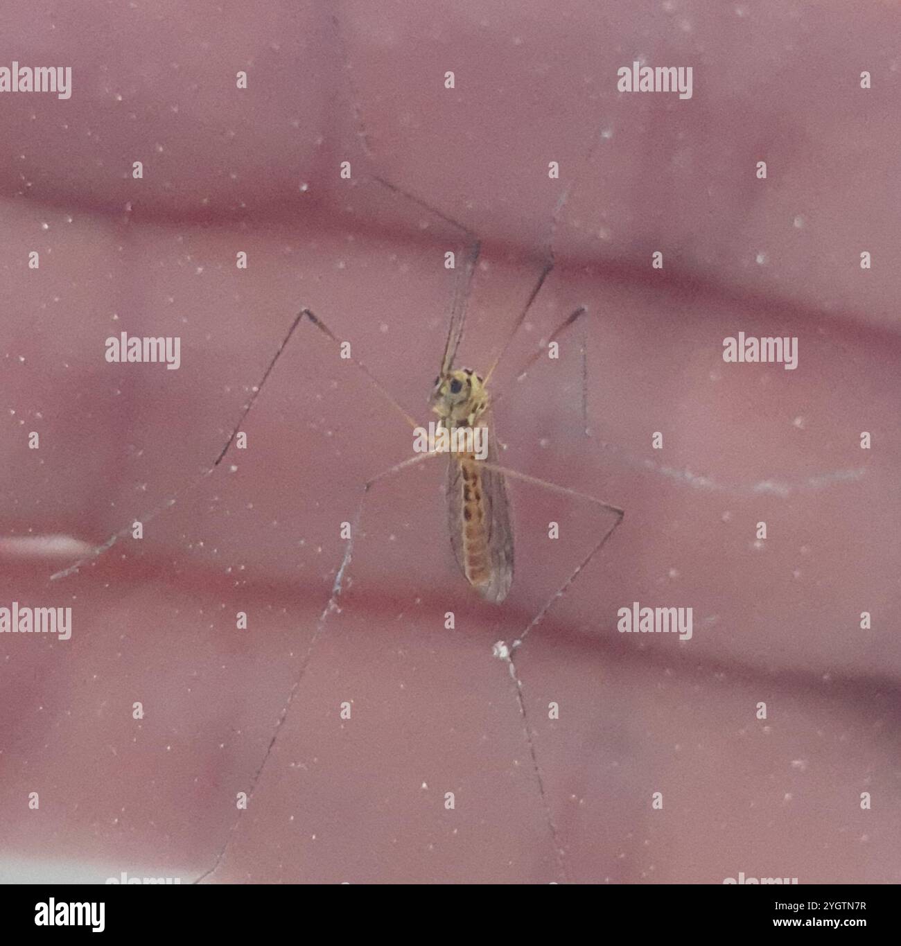 Typical Crane Flies (Tipuloidea Stock Photo - Alamy