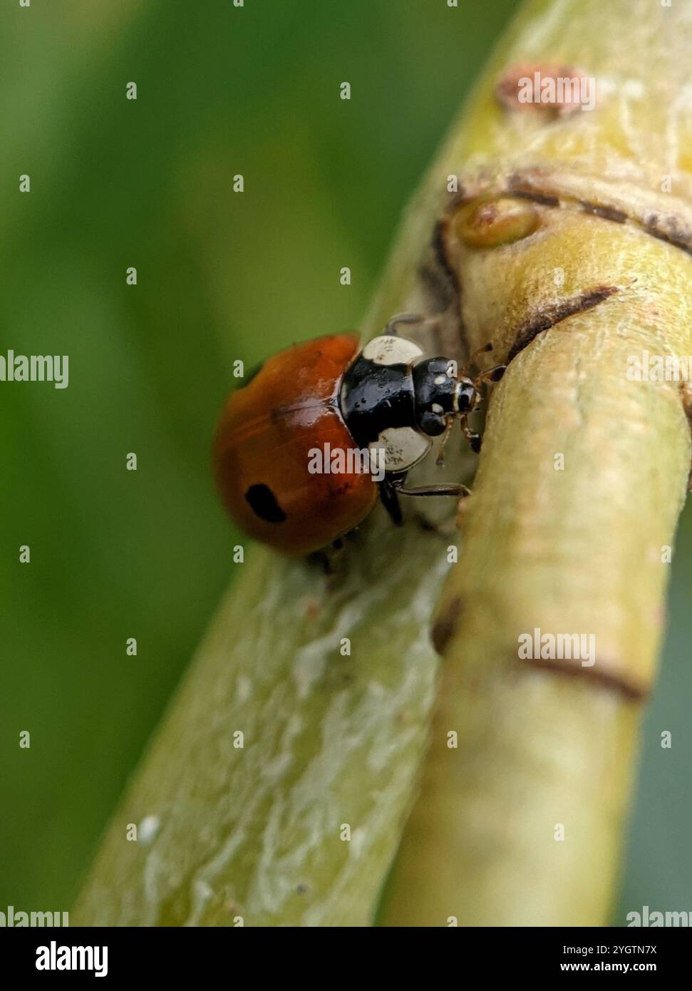 Two-spotted Lady Beetle (Adalia bipunctata Stock Photo - Alamy