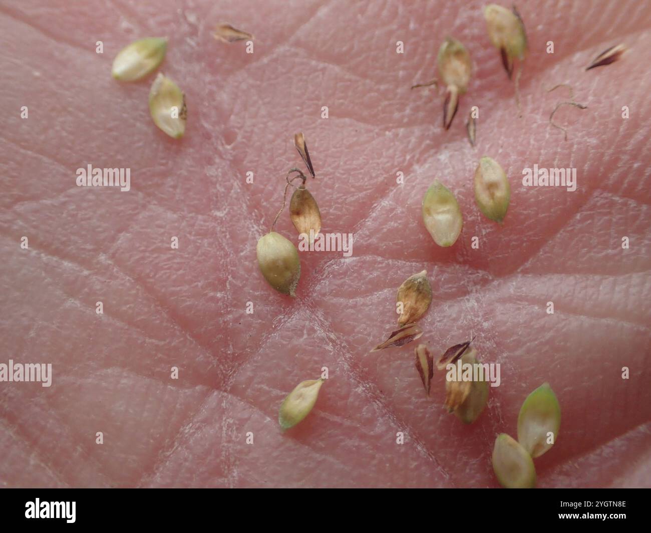 Emory's sedge (Carex emoryi Stock Photo - Alamy