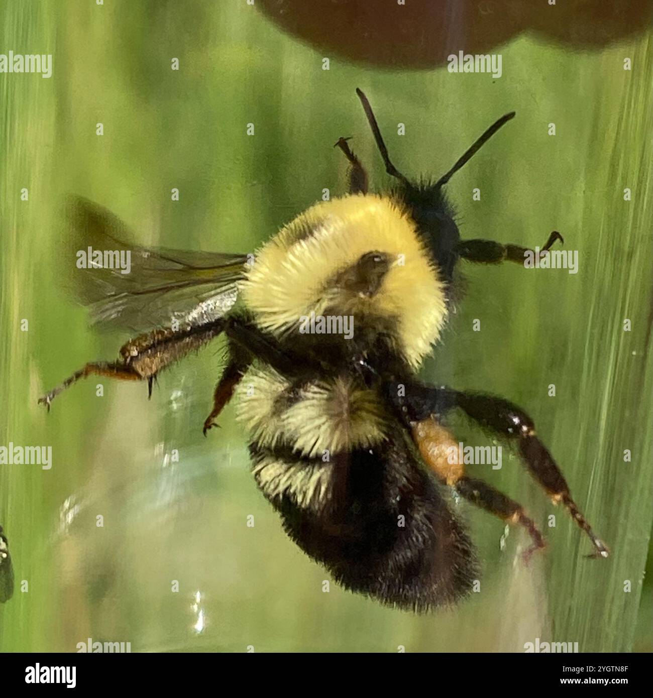 Two-spotted Bumble Bee (Bombus bimaculatus Stock Photo - Alamy
