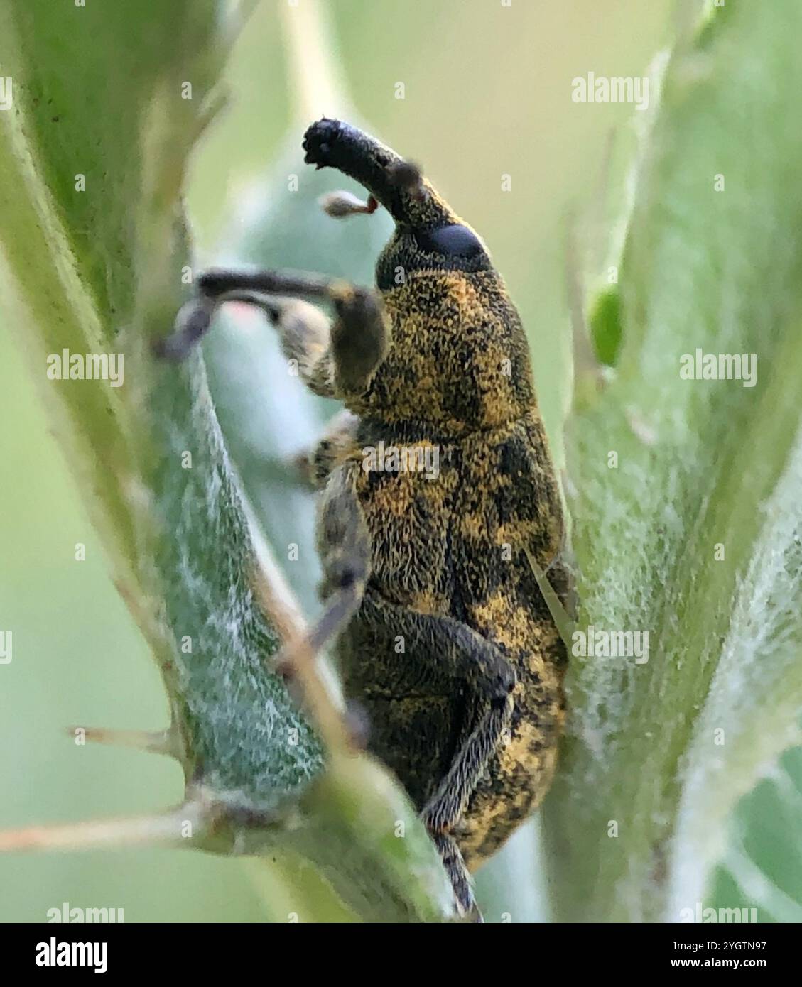 Canada Thistle Bud Weevil (Larinus carlinae Stock Photo - Alamy
