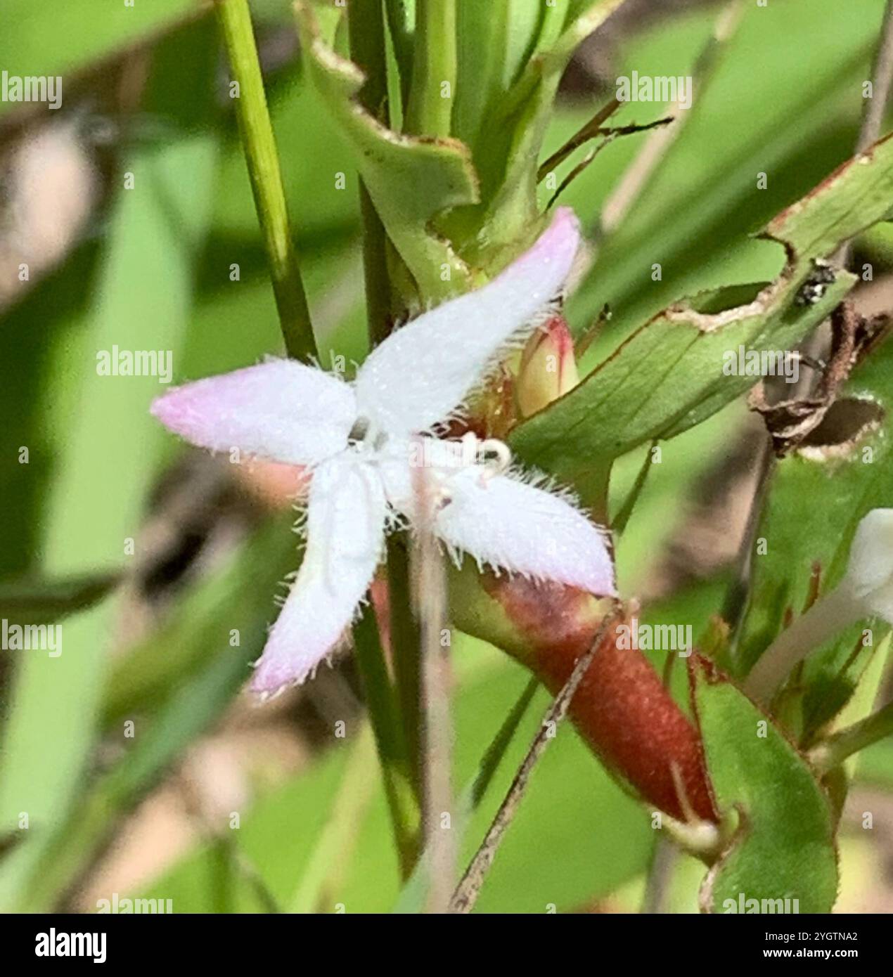 buttonweed (Diodia virginiana Stock Photo - Alamy