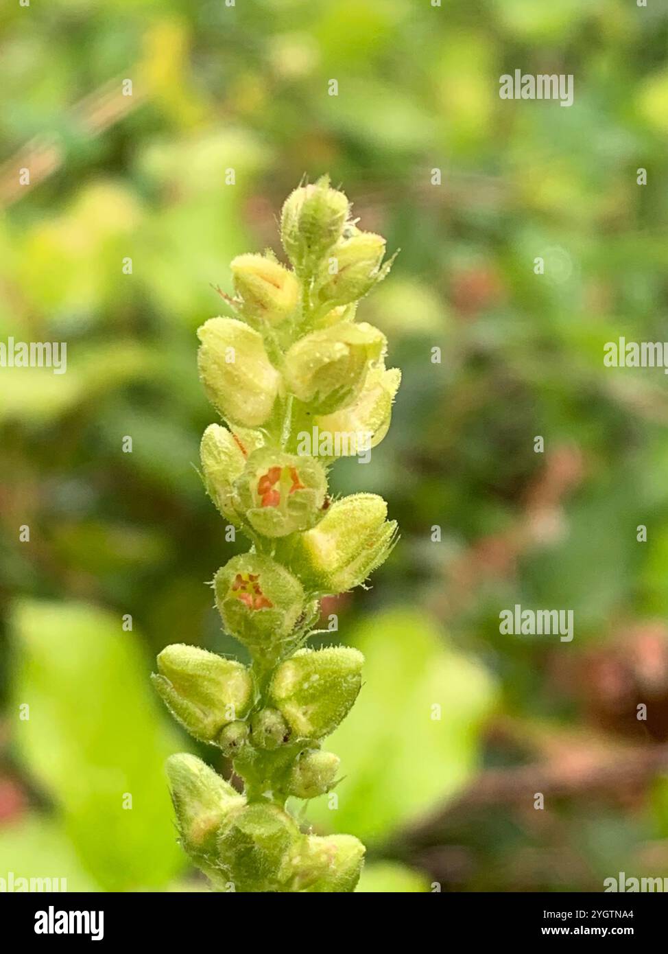 Green-flower Alumroot (Heuchera chlorantha Stock Photo - Alamy