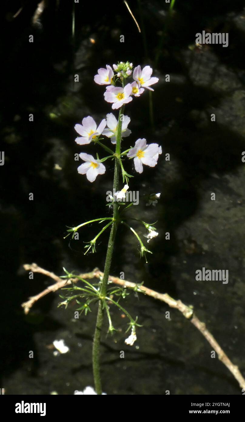 Water Violet (Hottonia palustris Stock Photo - Alamy