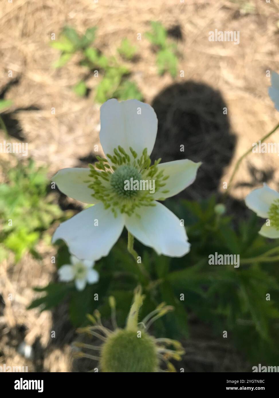 tall thimbleweed (Anemone virginiana Stock Photo - Alamy