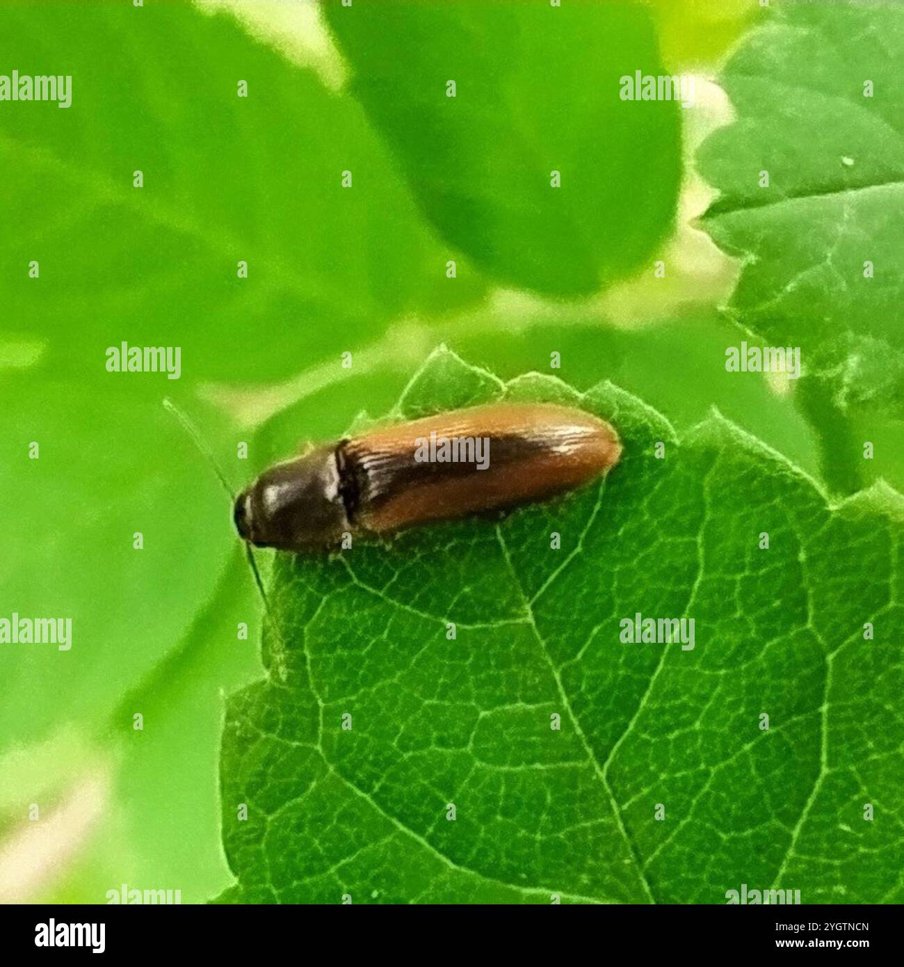 margined click beetle (Dalopius marginatus Stock Photo - Alamy