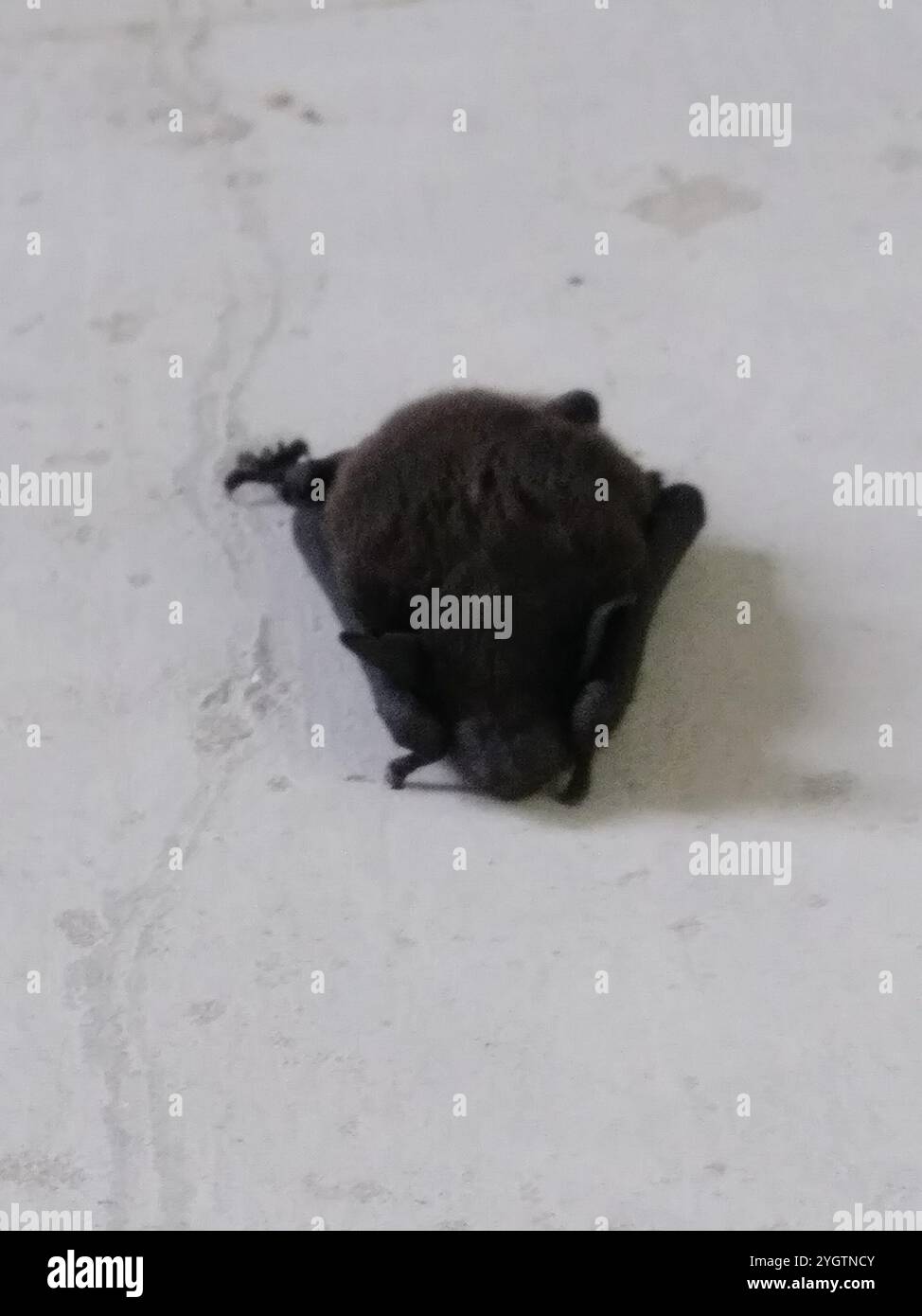Evening Bat (Nycticeius humeralis Stock Photo - Alamy