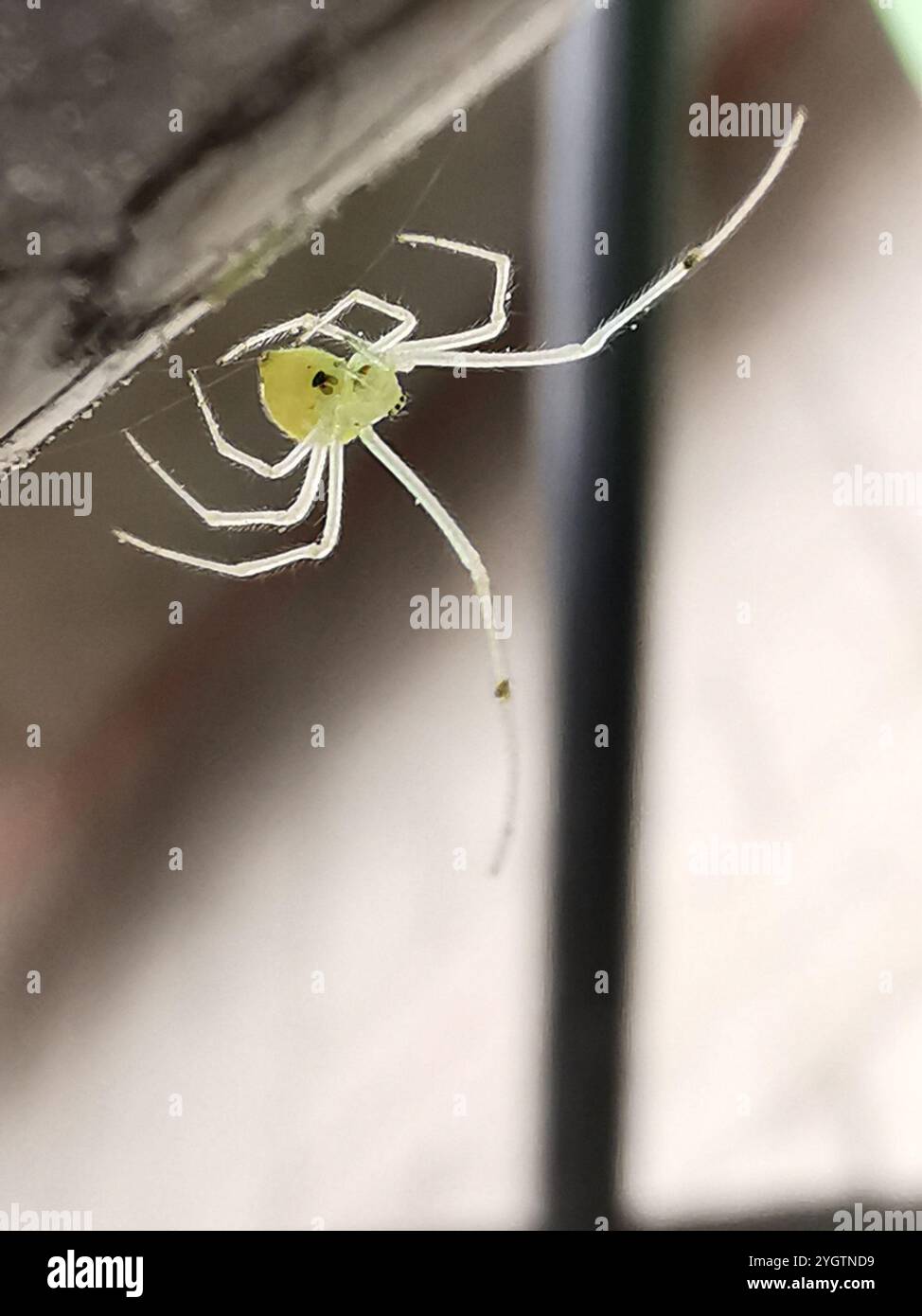 Comb-footed Spiders (Theridiidae Stock Photo - Alamy
