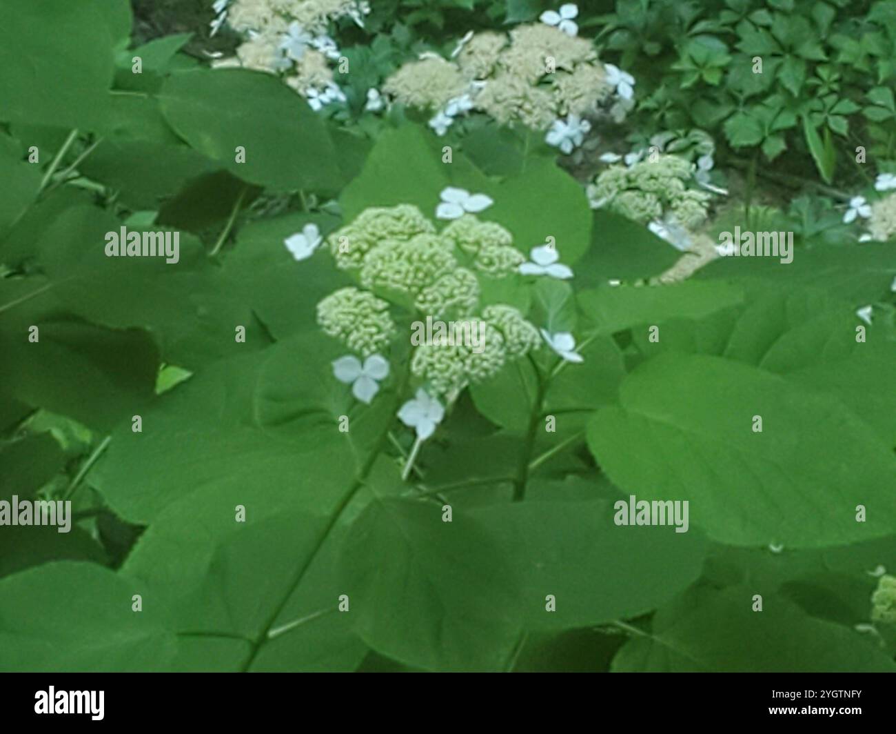 wild hydrangea (Hydrangea arborescens Stock Photo - Alamy
