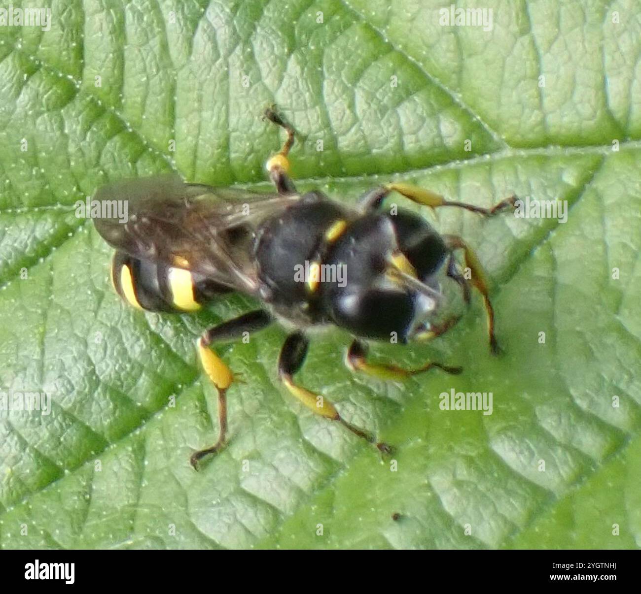 Common Ectemnius (Ectemnius continuus Stock Photo - Alamy