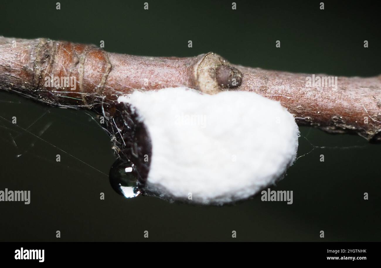 Cottony Maple Scale (Neopulvinaria innumerabilis Stock Photo - Alamy