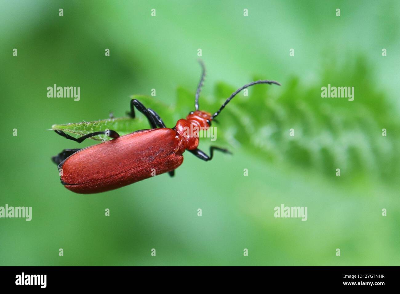 Common Cardinal Beetle (Pyrochroa serraticornis Stock Photo - Alamy