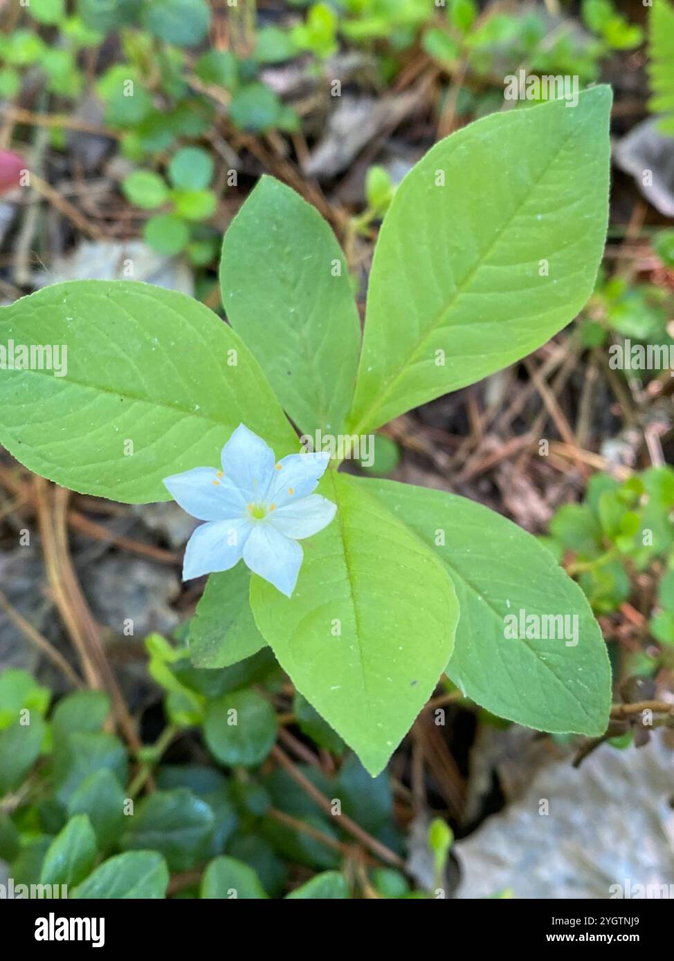 Arctic Starflower (Lysimachia europaea Stock Photo - Alamy