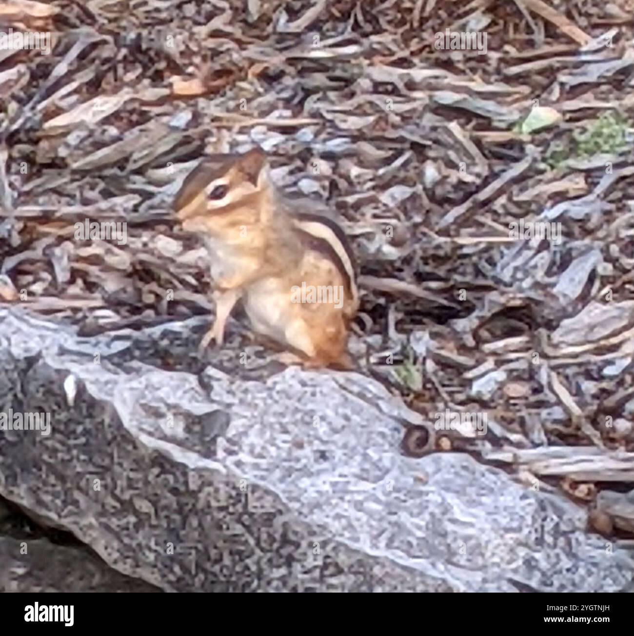 Eastern Chipmunk (Tamias striatus Stock Photo - Alamy