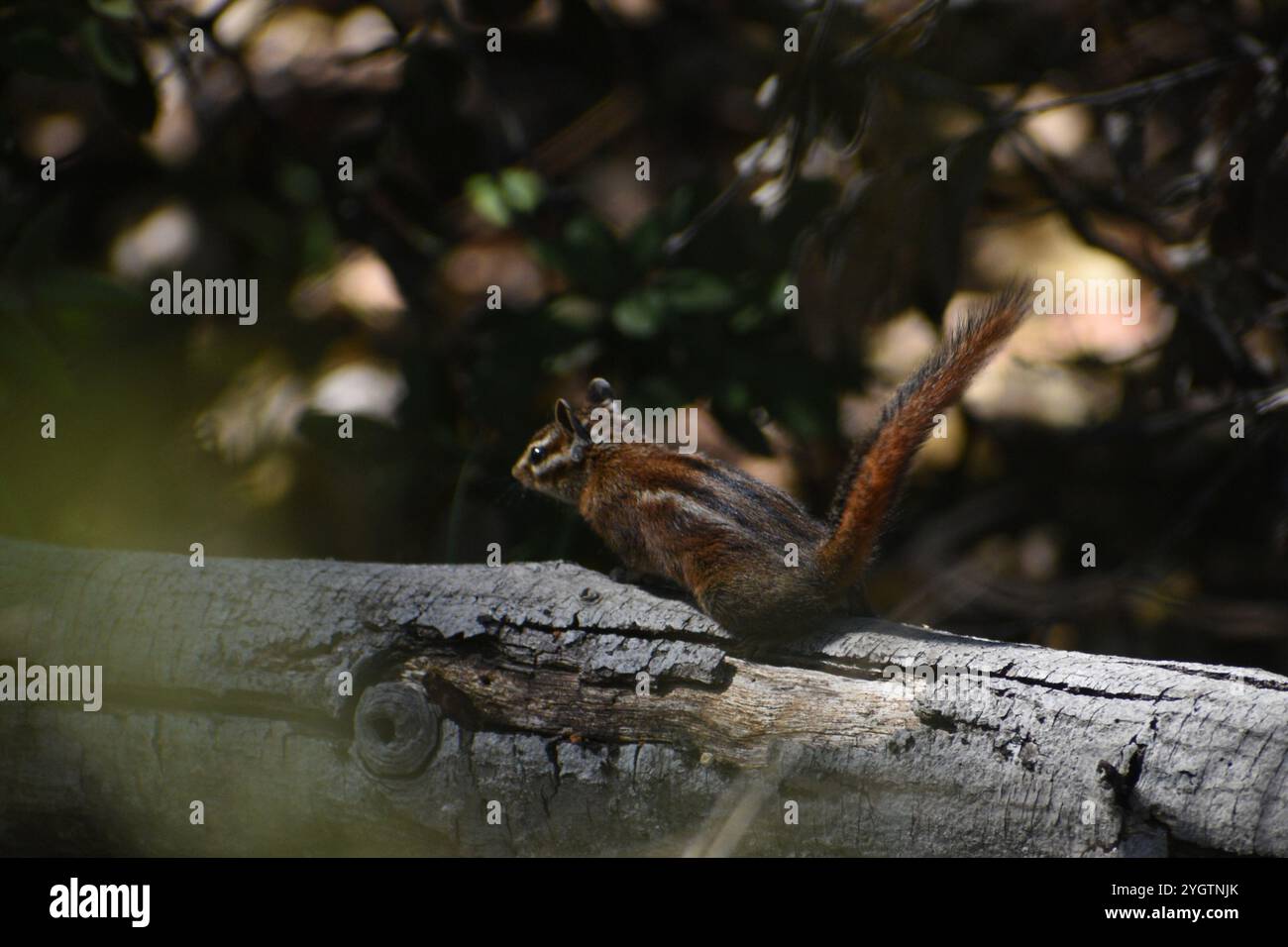 Neotamias sonomae hi-res stock photography and images - Alamy
