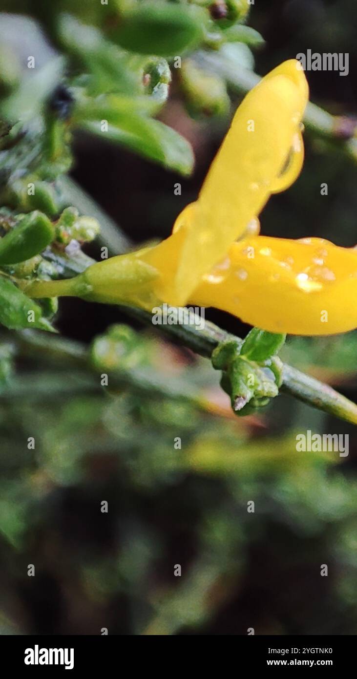 Scorpion Broom (Genista scorpius Stock Photo - Alamy