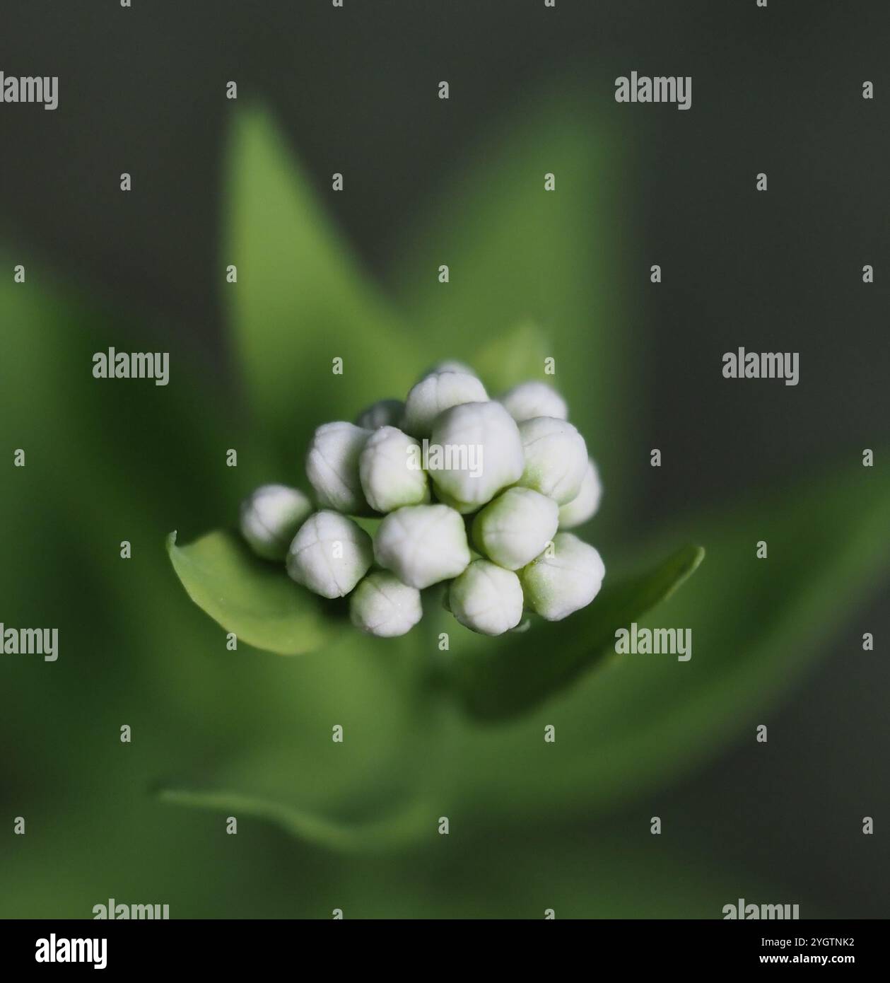 bastard toadflax (Comandra umbellata Stock Photo - Alamy